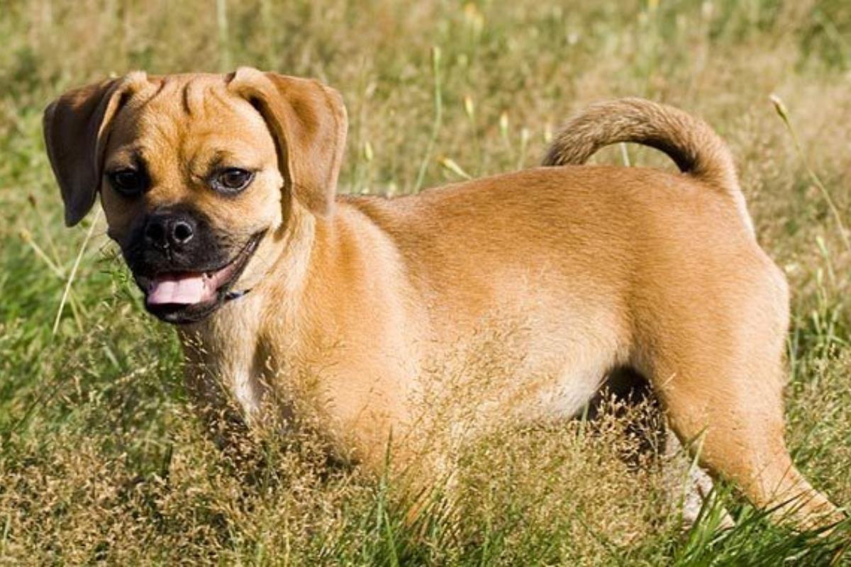 15 RACES DE CHIENS CROISÉS - Petits, moyens et grands