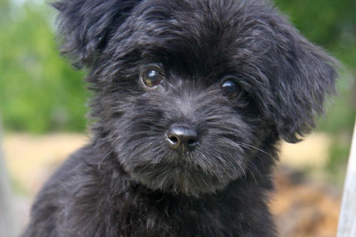 15 RACES DE CHIENS CROISÉS - Petits, moyens et grands