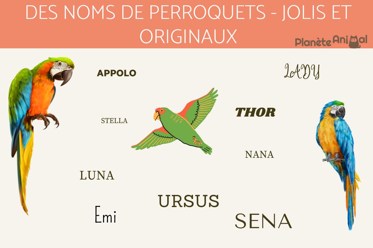 Des noms de perroquets - Jolis et originaux - PLUS DE 200