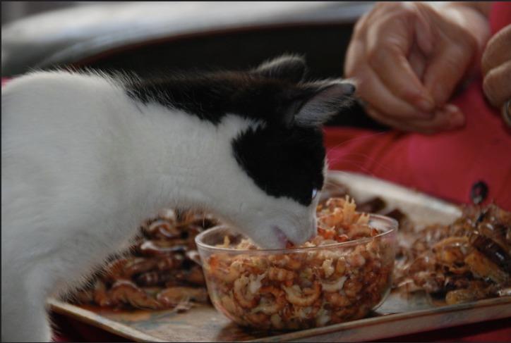 CHAT MAIGRE MAIS QUI MANGE - Raisons et traitement