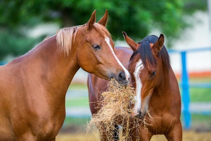 Que mange un cheval ? - Alimentation du cheval