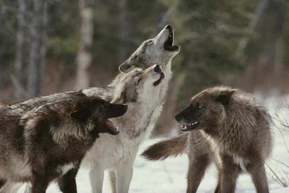 La reproduction du loup
