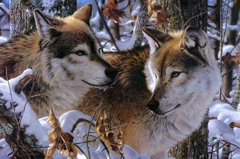 La reproduction du loup