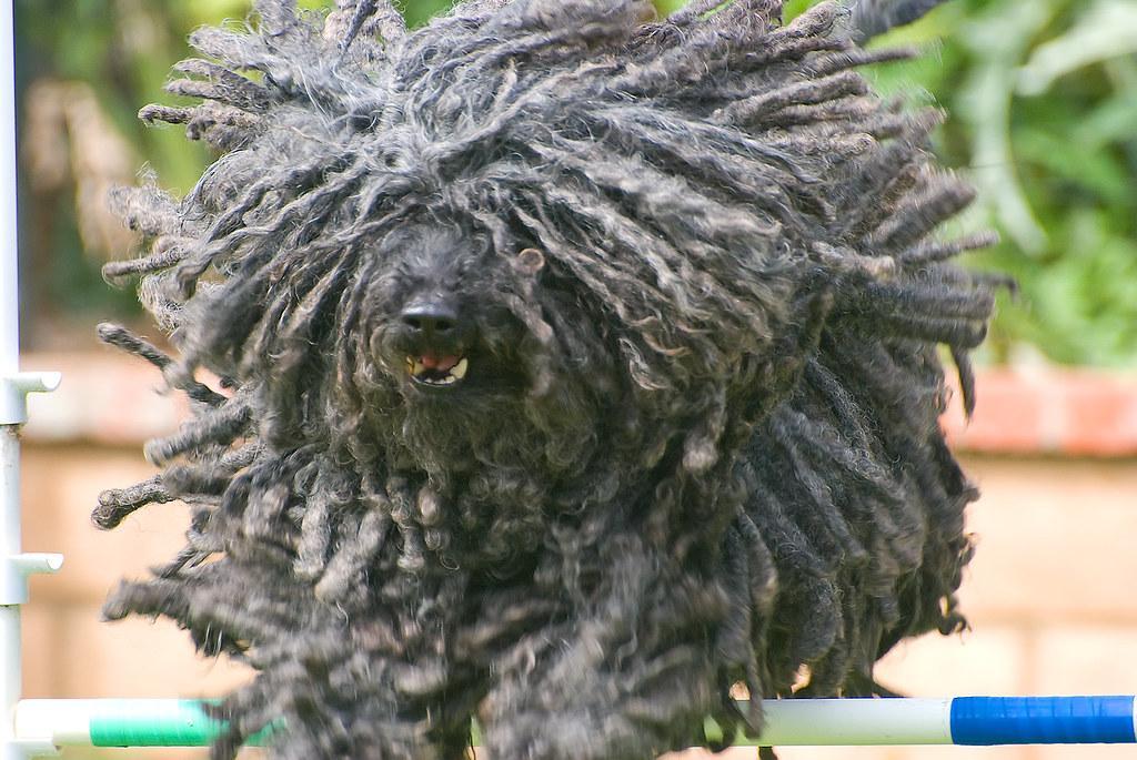 TOP 20 des races de CHIENS les plus BIZARRES du MONDE - Races avec photos