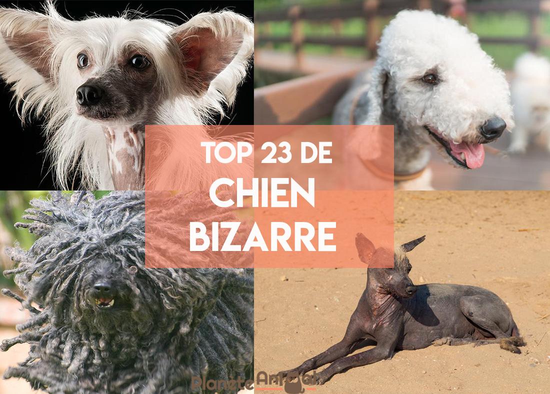 TOP 20 des races de CHIENS les plus BIZARRES du MONDE - Races avec photos
