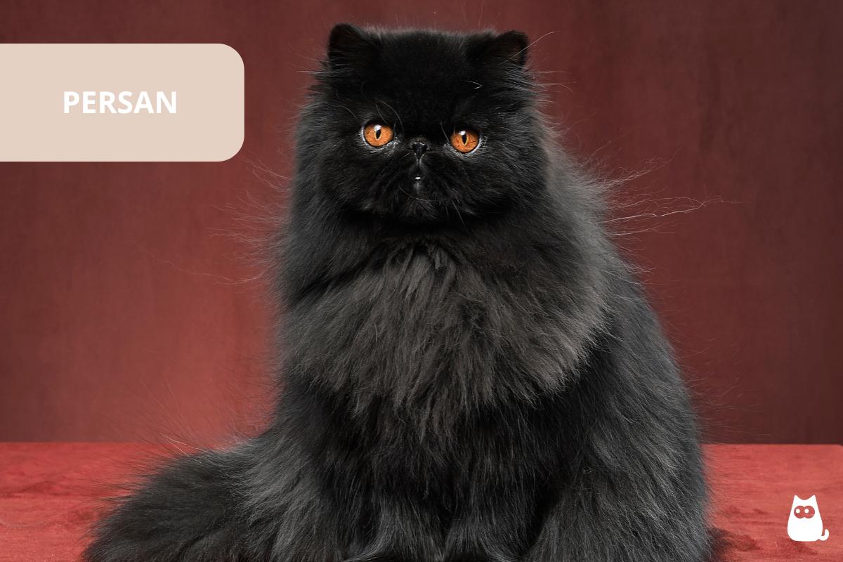 20 Races de chats noirs (avec PHOTOS)