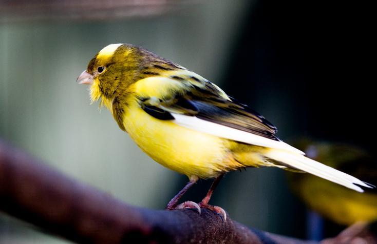 Races de canaris et leurs noms - Guide complet