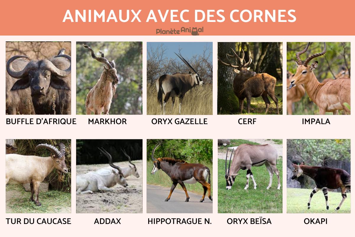 ANIMAUX avec des CORNES - Liste et PHOTOS
