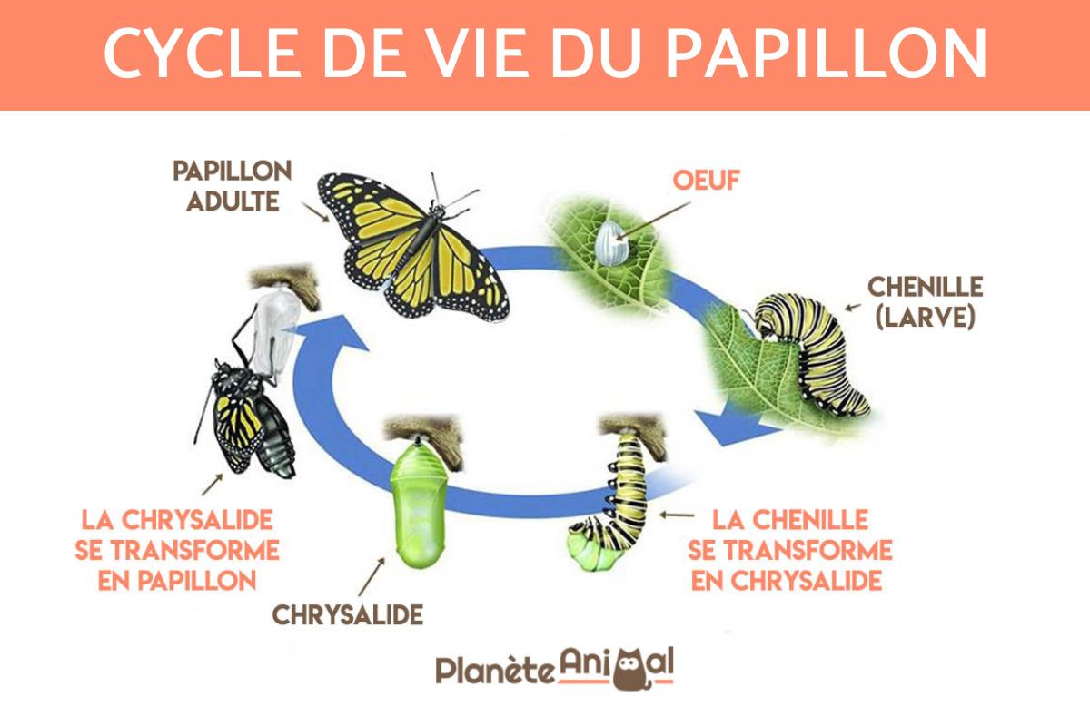 Cycle de vie du papillon - Naissance, Reproduction, habitat et bien ...