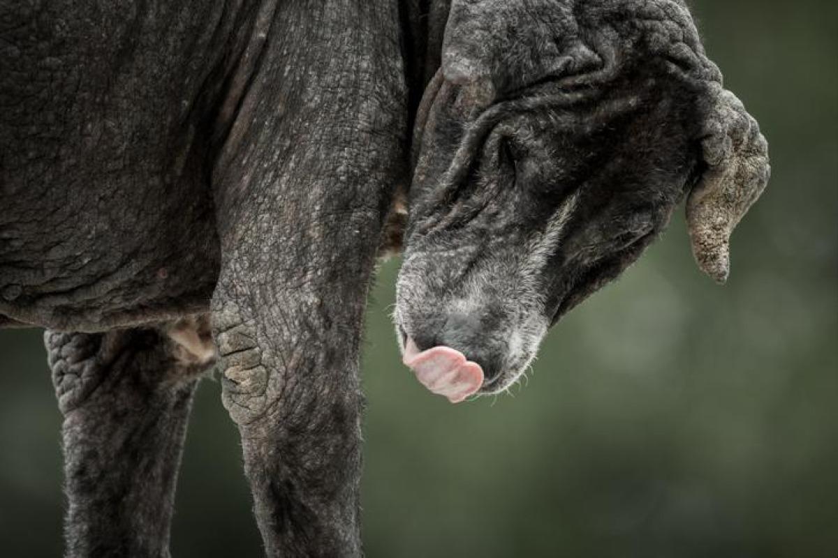 ICHTYOSE chez le CHIEN - Symptômes et traitement