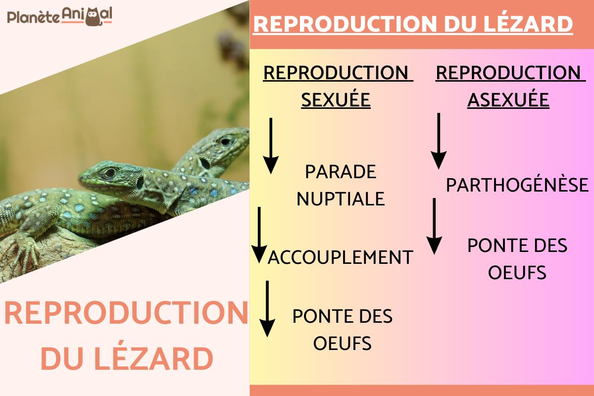Reproduction du lézard - Parade nuptial, reproduction et œufs