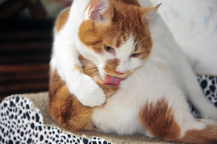 MON CHAT EST BIZARRE - Causes et que faire