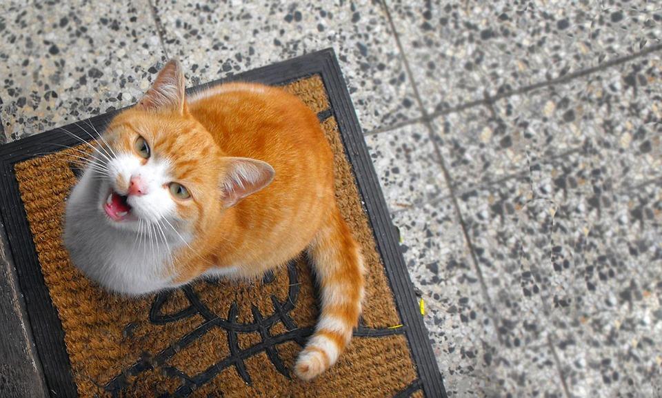 MON CHAT EST BIZARRE - Causes et que faire