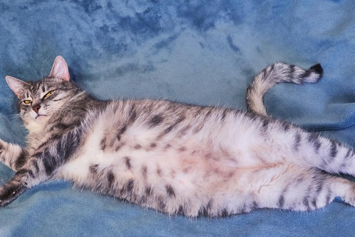 Mon chat a le ventre gonflé et mou : causes et traitement