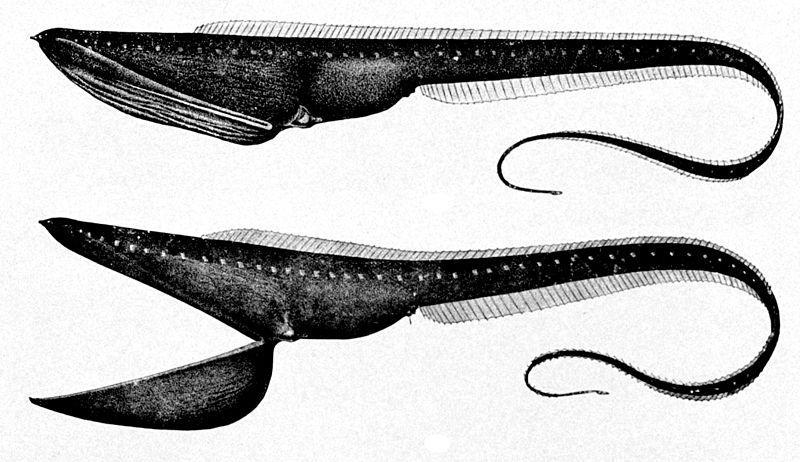 + de 14 POISSONS des ABYSSES - Caractéristiques, noms et PHOTOS