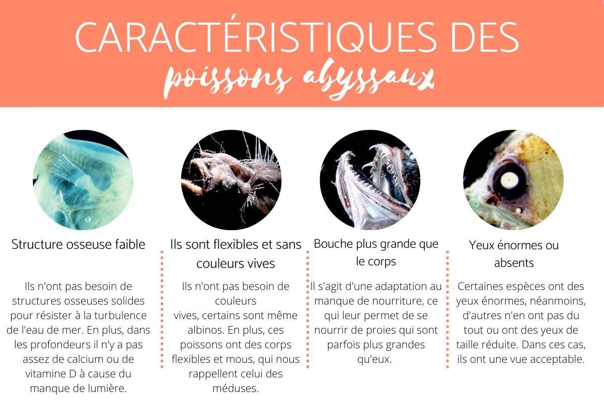 + de 14 POISSONS des ABYSSES - Caractéristiques, noms et PHOTOS