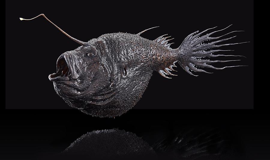 + de 14 POISSONS des ABYSSES - Caractéristiques, noms et PHOTOS