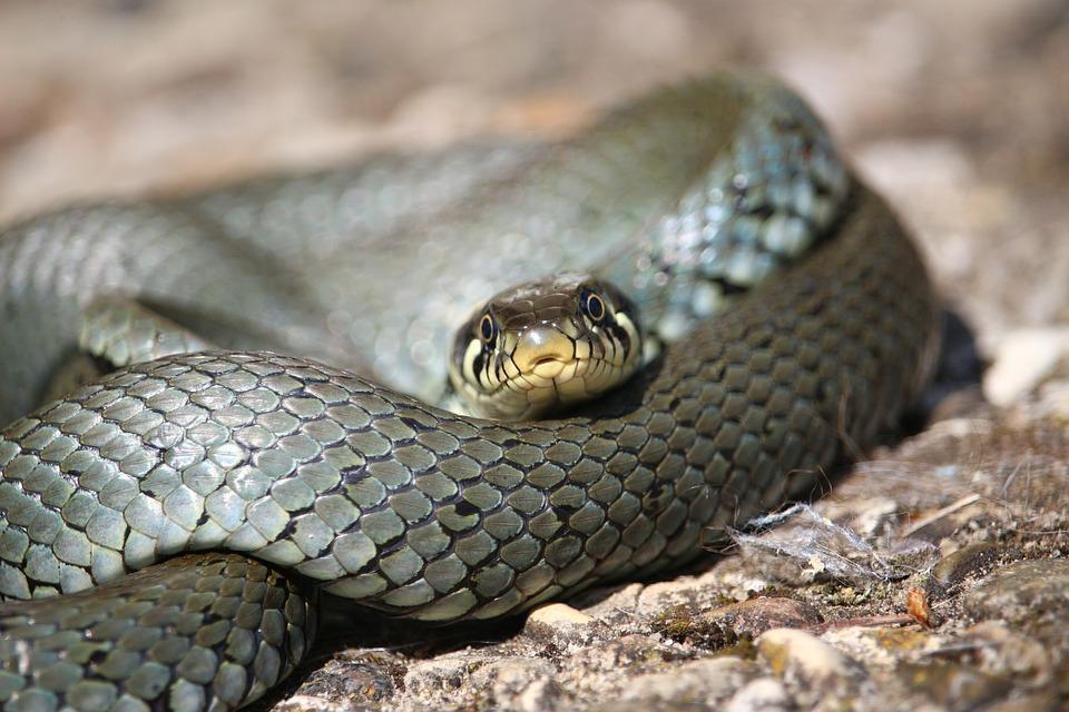TYPES DE SERPENTS - NOMS DE SERPENTS, CLASSIFICATION et PHOTOS
