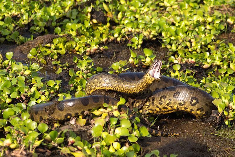 TYPES DE SERPENTS - NOMS DE SERPENTS, CLASSIFICATION et PHOTOS