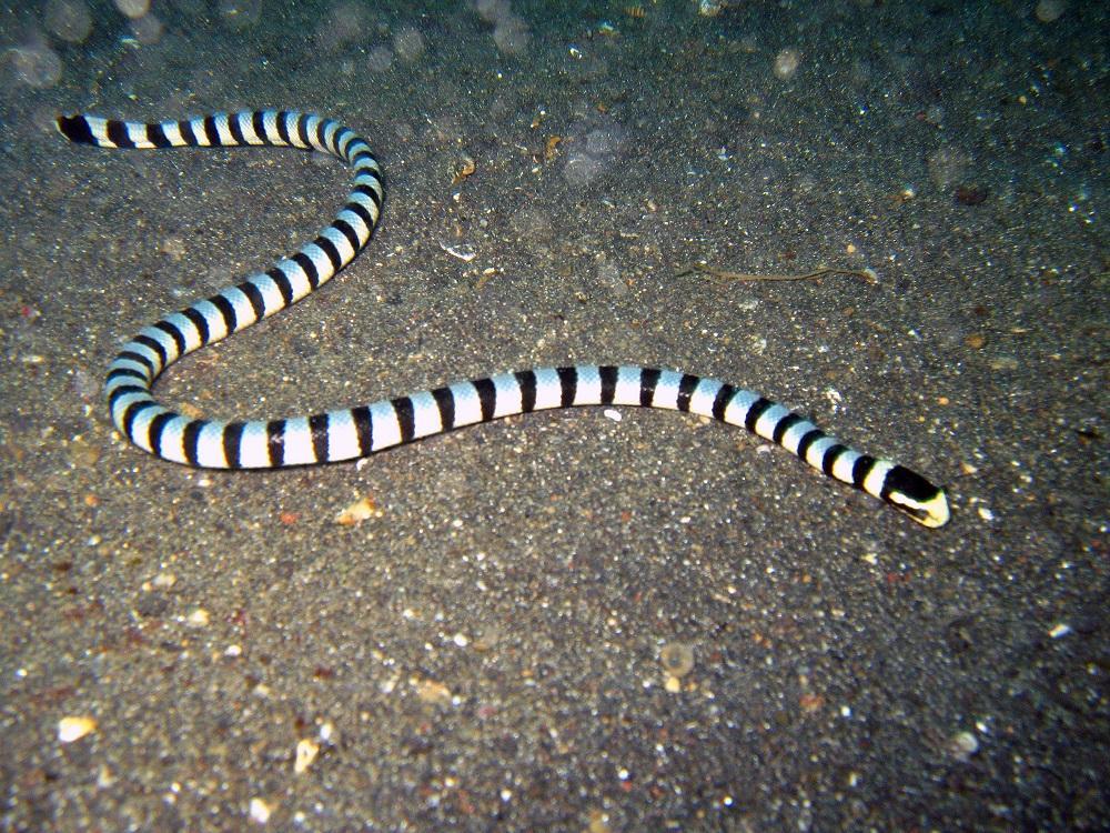 TYPES DE SERPENTS - NOMS DE SERPENTS, CLASSIFICATION et PHOTOS