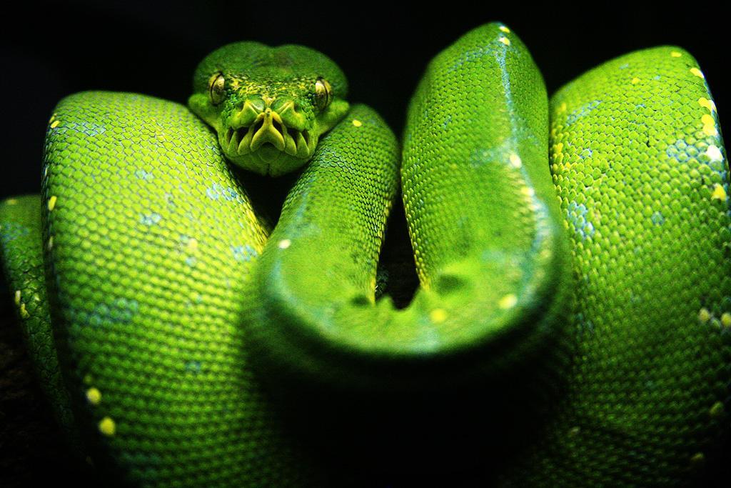 TYPES DE SERPENTS - NOMS DE SERPENTS, CLASSIFICATION et PHOTOS