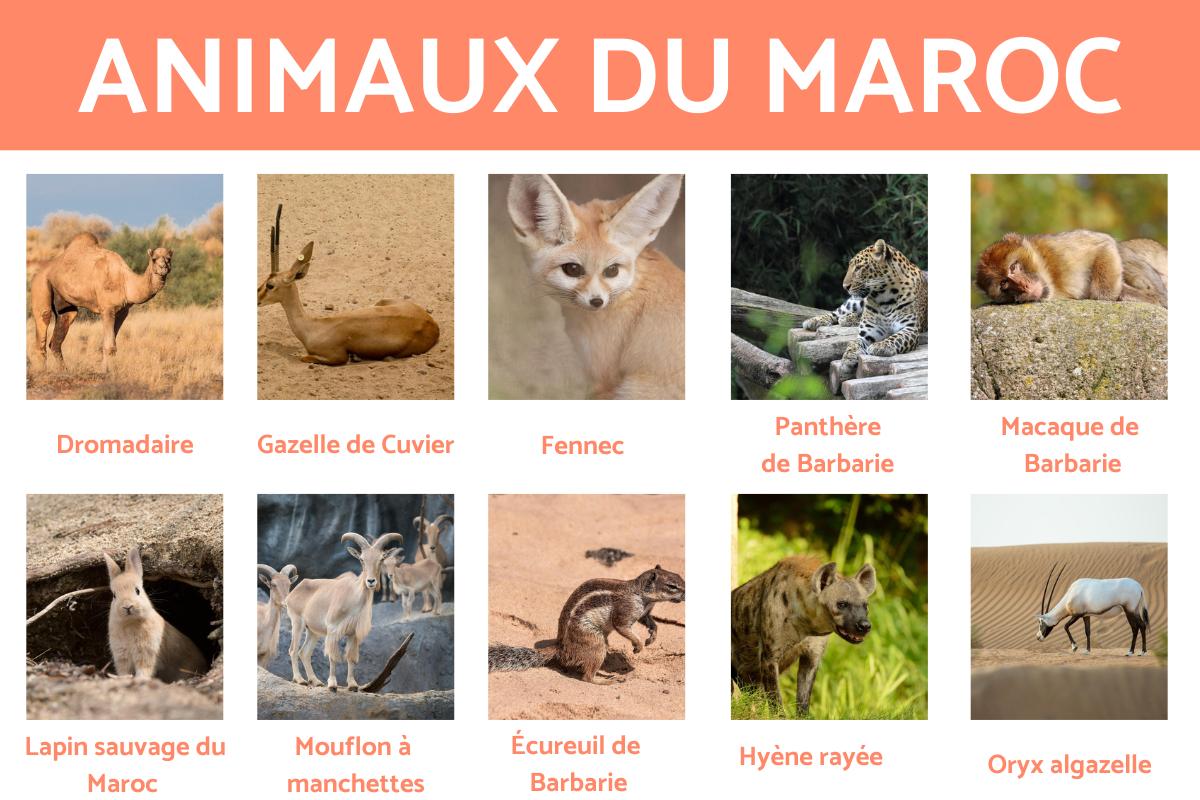 16 Animaux du MAROC - avec NOMS et PHOTOS
