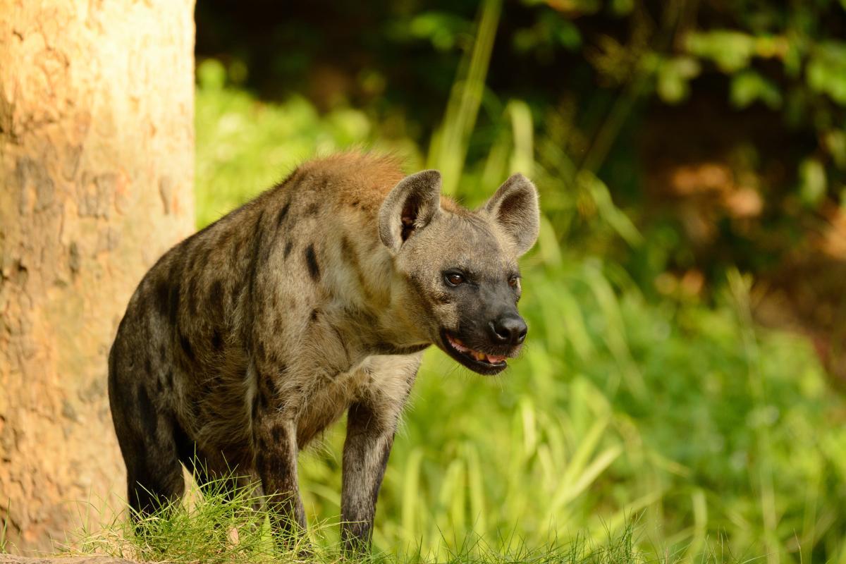 16 Animaux du MAROC - avec NOMS et PHOTOS