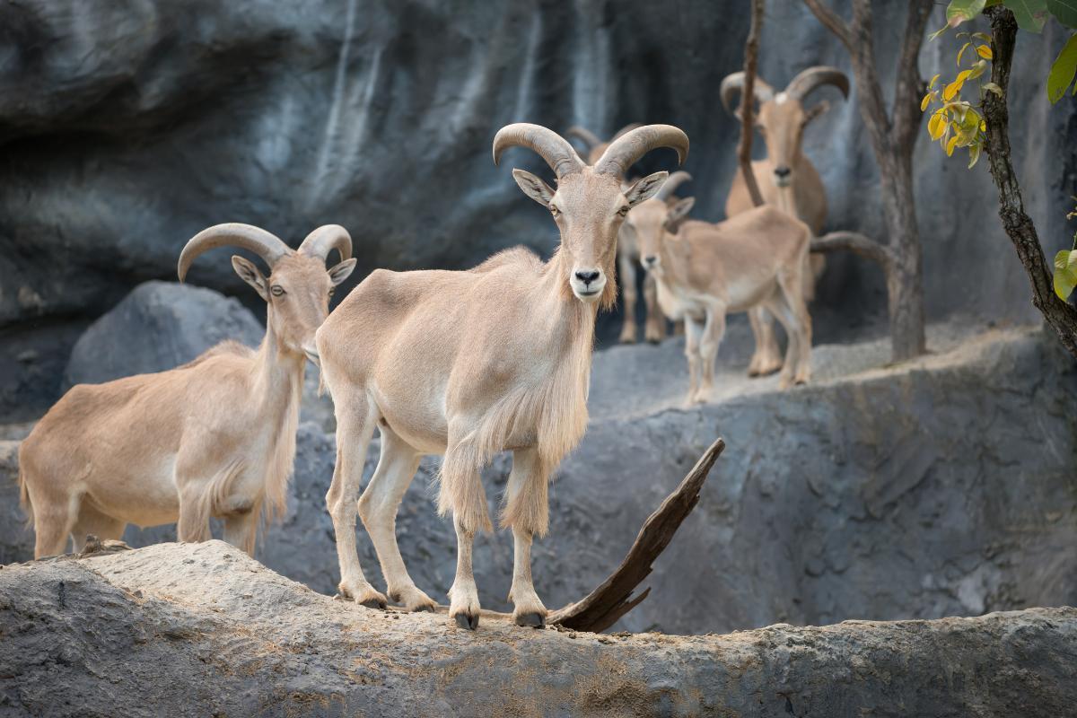 16 Animaux du MAROC - avec NOMS et PHOTOS