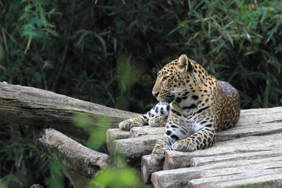 16 Animaux du MAROC - avec NOMS et PHOTOS