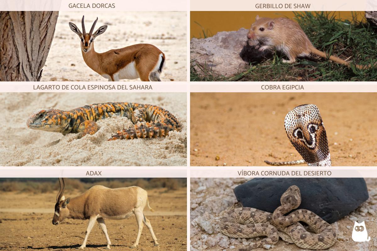 16 Animaux du MAROC - avec NOMS et PHOTOS