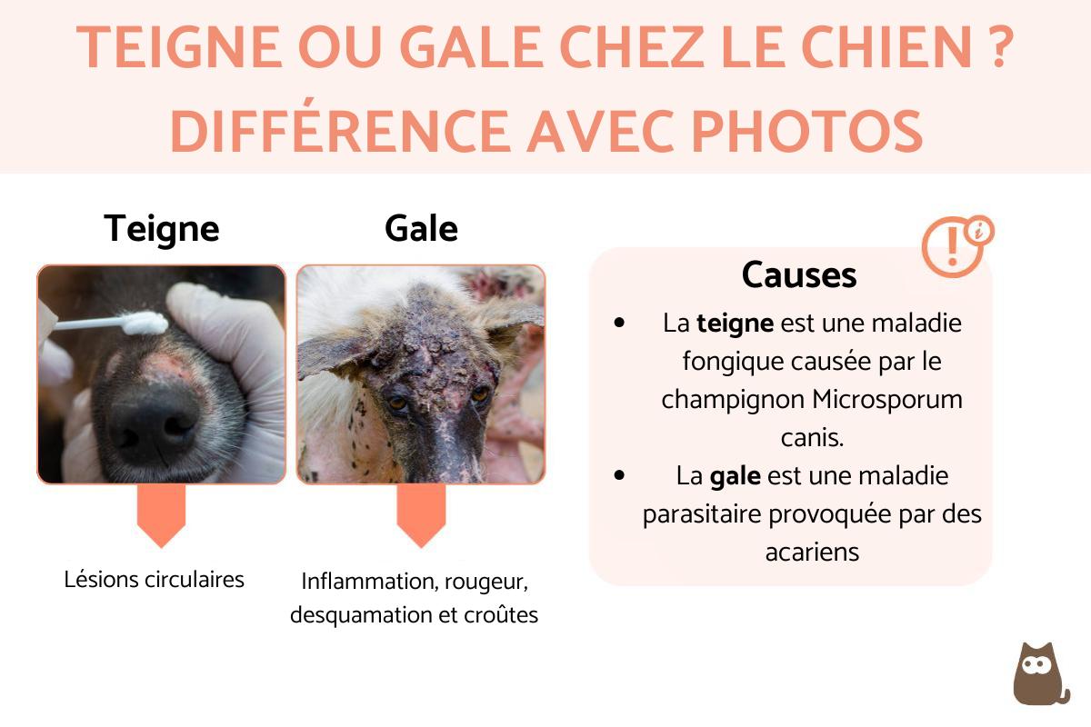 Gale ou teigne chez le chien ? Différences avec photos