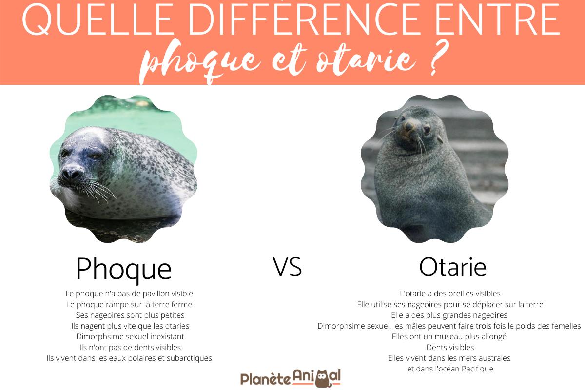 Quelle différence entre un PHOQUE et une OTARIE