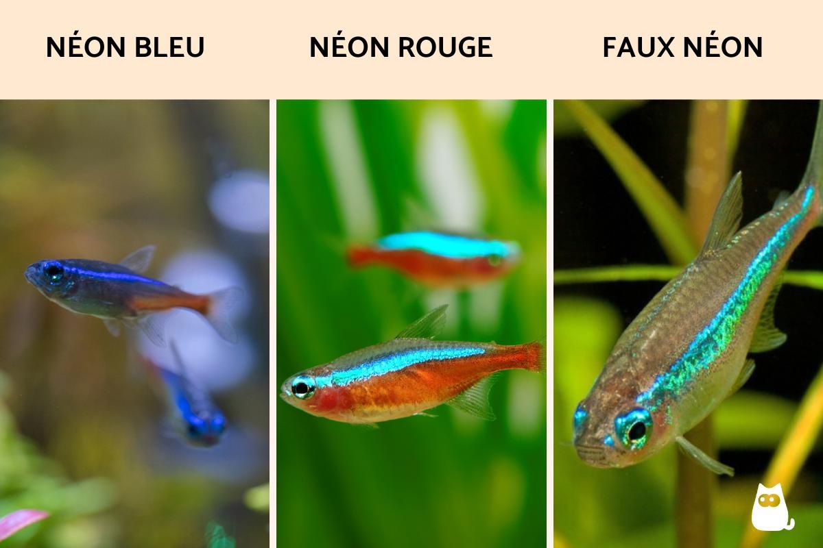 Poissons néon : types et reproduction