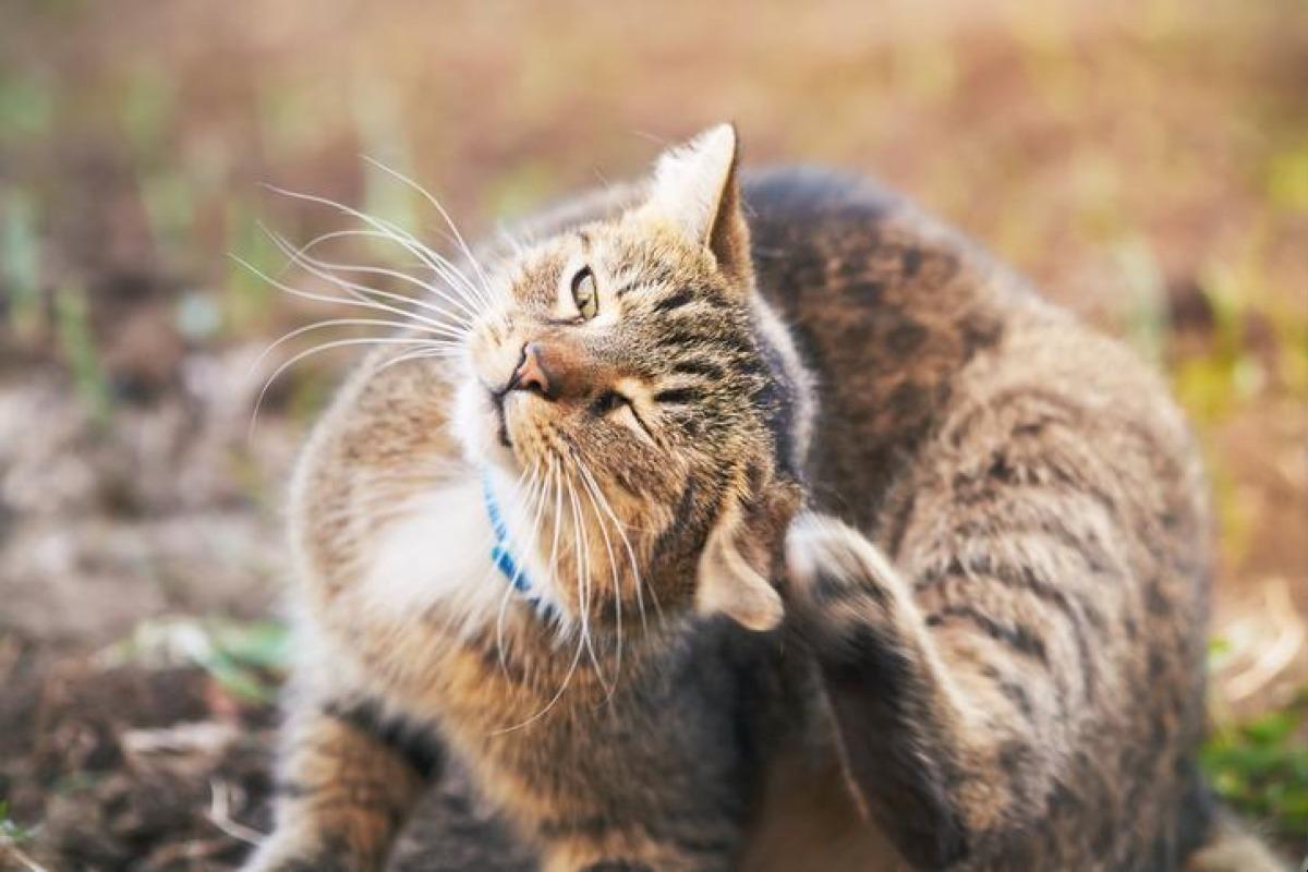Mon CHAT a les OREILLES CHAUDES - Causes et que faire
