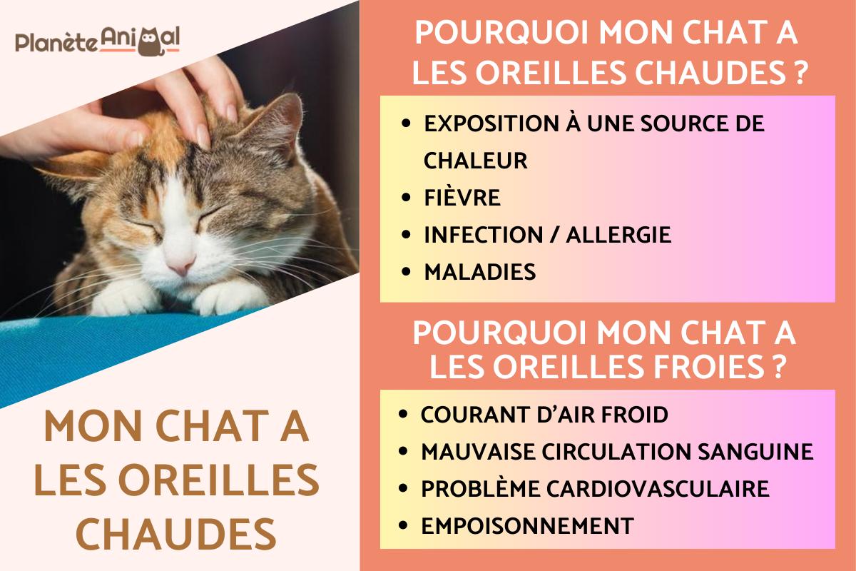 Mon CHAT a les OREILLES CHAUDES - Causes et que faire