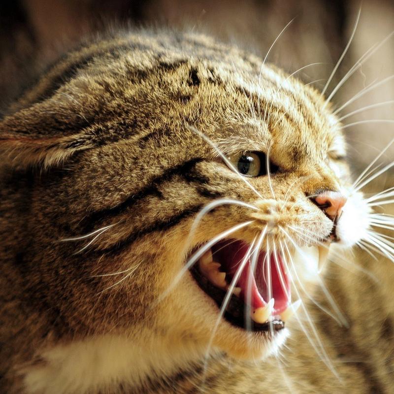 Pourquoi mon chat est très peureux ? - Causes et solutions