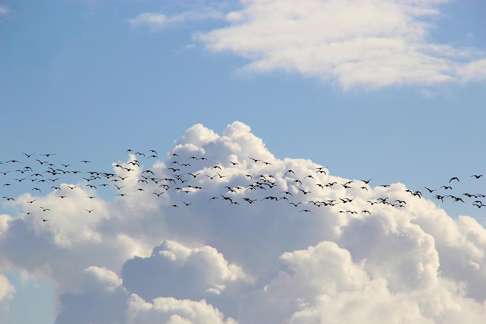 30 exemples d'oiseaux migrateurs et leurs Caractéristiques