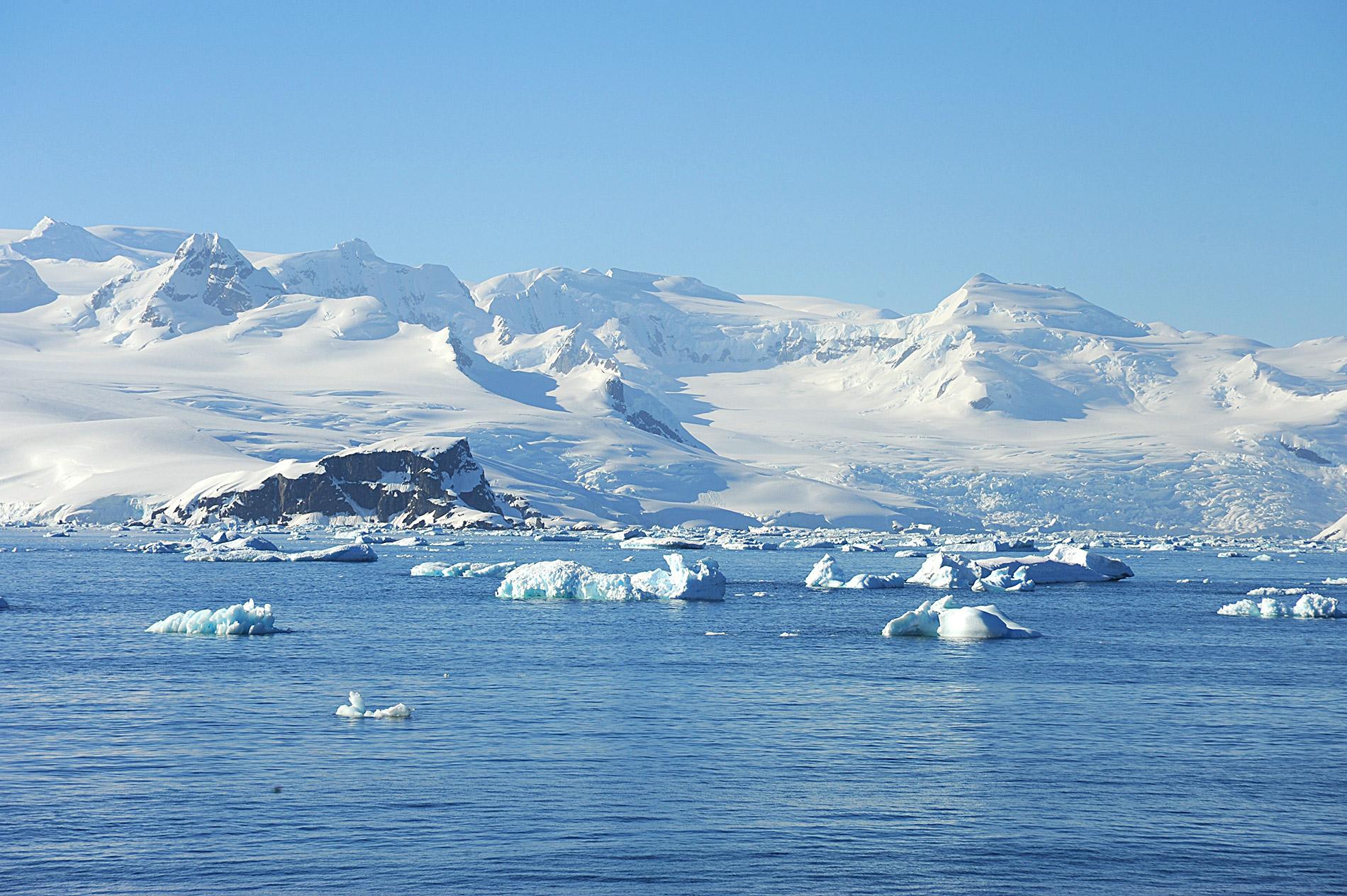 Quels sont les animaux qui vivent en Antarctique ? - TOP 10