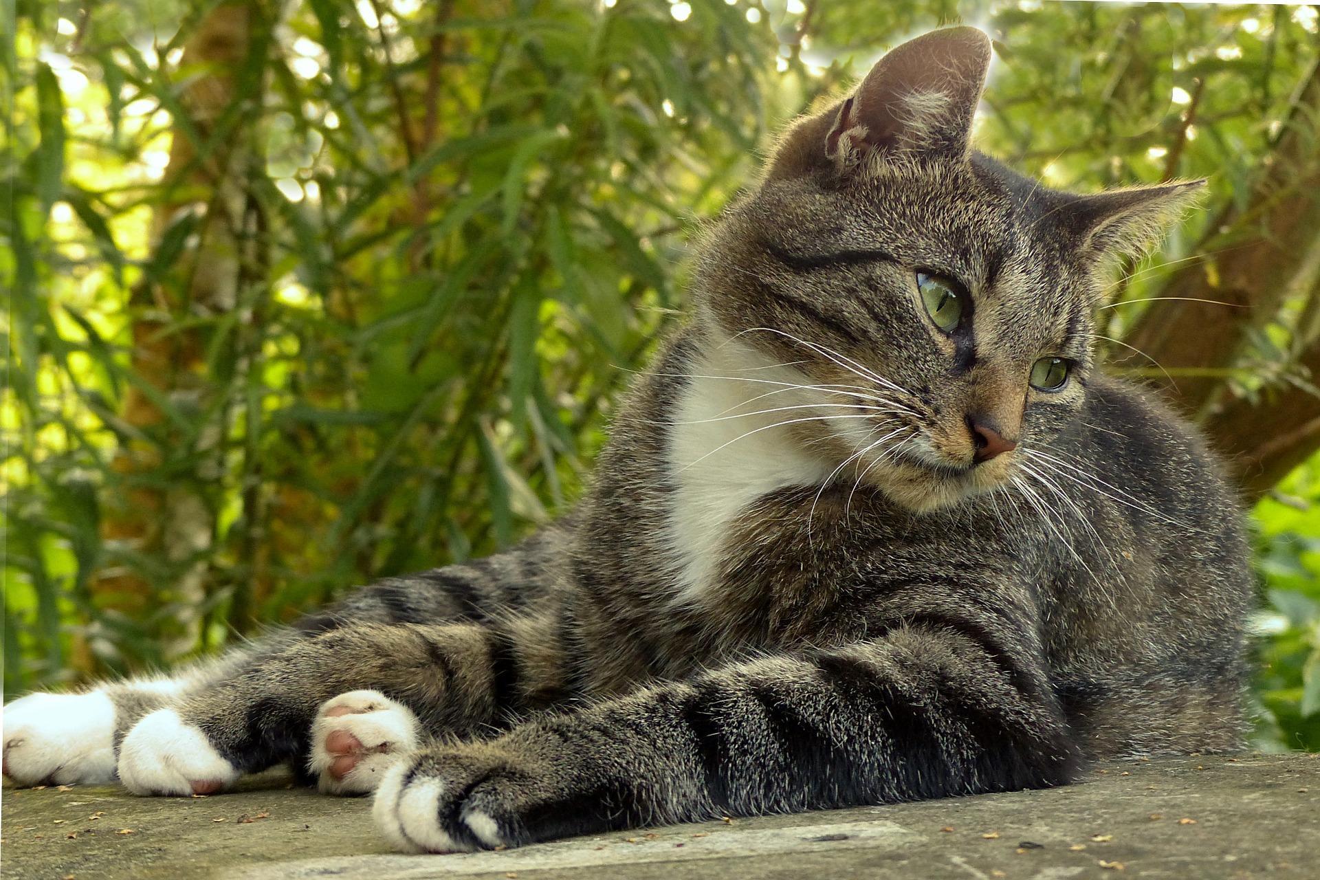 La teigne du chat - Contagion et Traitement