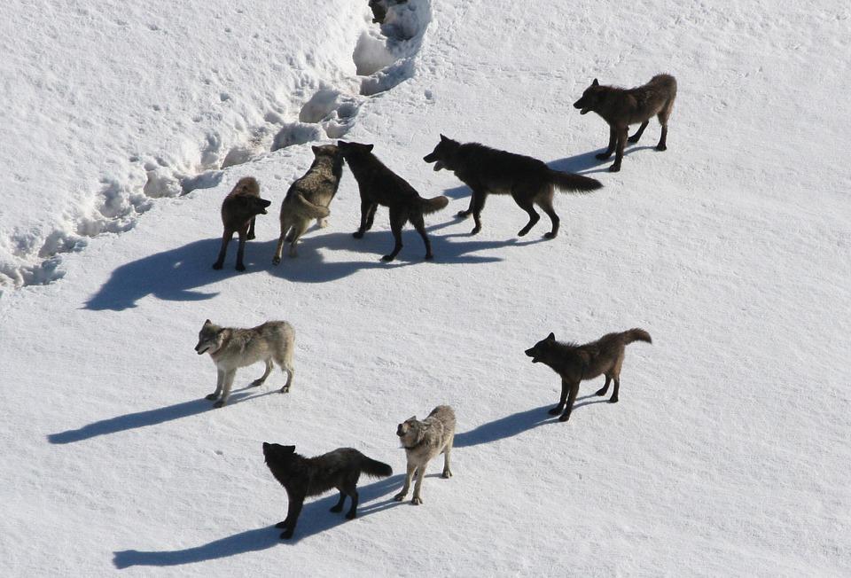 Est-ce que les loups attaquent l'homme ? - Tout savoir