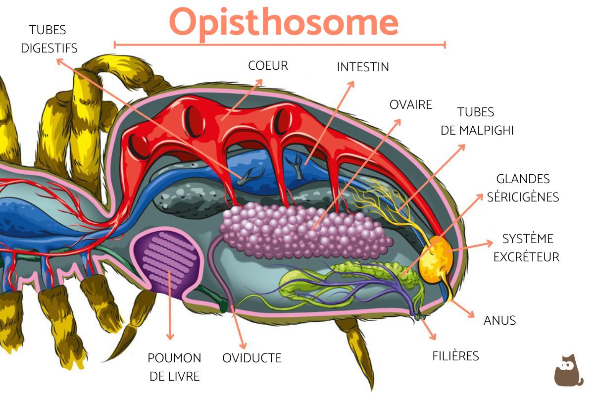 Anatomie de l'araignée - EXTERNE et INTERNE avec SCHÉMA