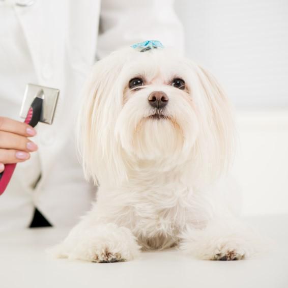 Comment lisser les poils de mon bichon maltais