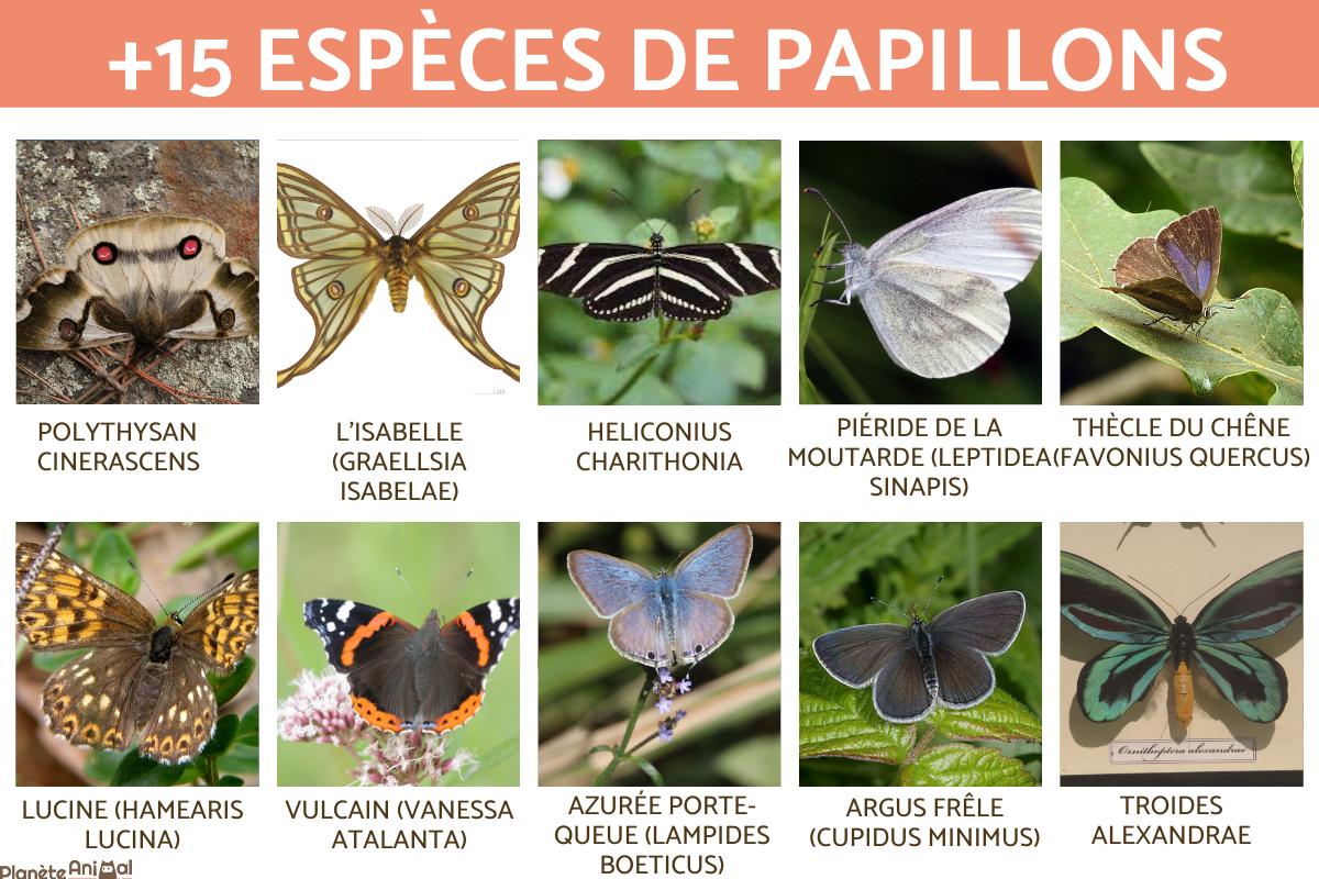 +15 Espèces de PAPILLONS - Liste avec PHOTOS
