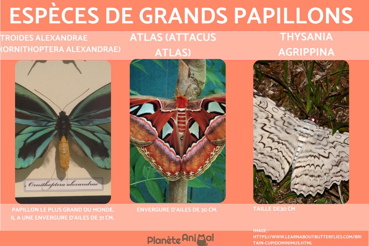 +15 Espèces de PAPILLONS - Liste avec PHOTOS