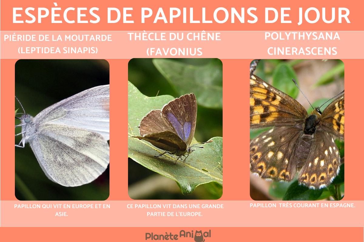 +15 Espèces de PAPILLONS - Liste avec PHOTOS