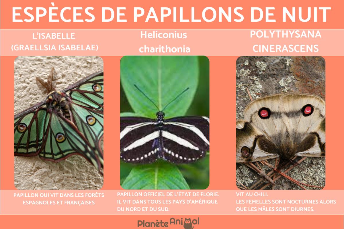 +15 Espèces de PAPILLONS - Liste avec PHOTOS