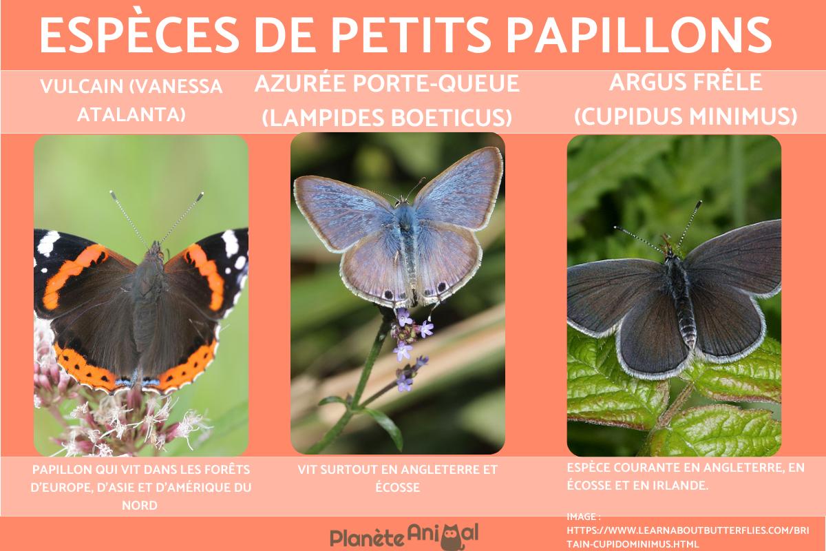 +15 Espèces de PAPILLONS - Liste avec PHOTOS