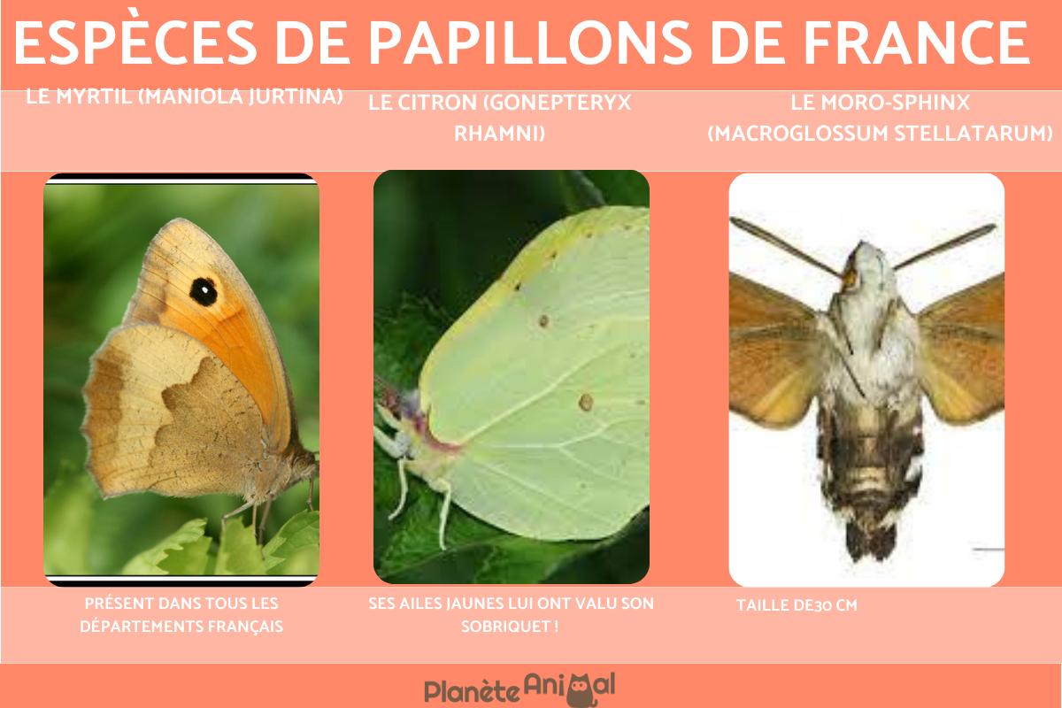 +15 Espèces de PAPILLONS - Liste avec PHOTOS