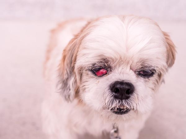 Pourquoi mon chien a les yeux rouges - 10 CAUSES, TRAITEMENT + VIDÉO