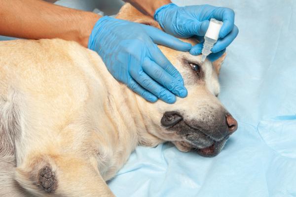 Pourquoi mon chien a les yeux rouges - 10 CAUSES, TRAITEMENT + VIDÉO